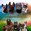 Иконка канала Питомник собак — DAMMAR GRAND