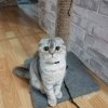 Иконка канала Кира Мяу 😻😽😼
