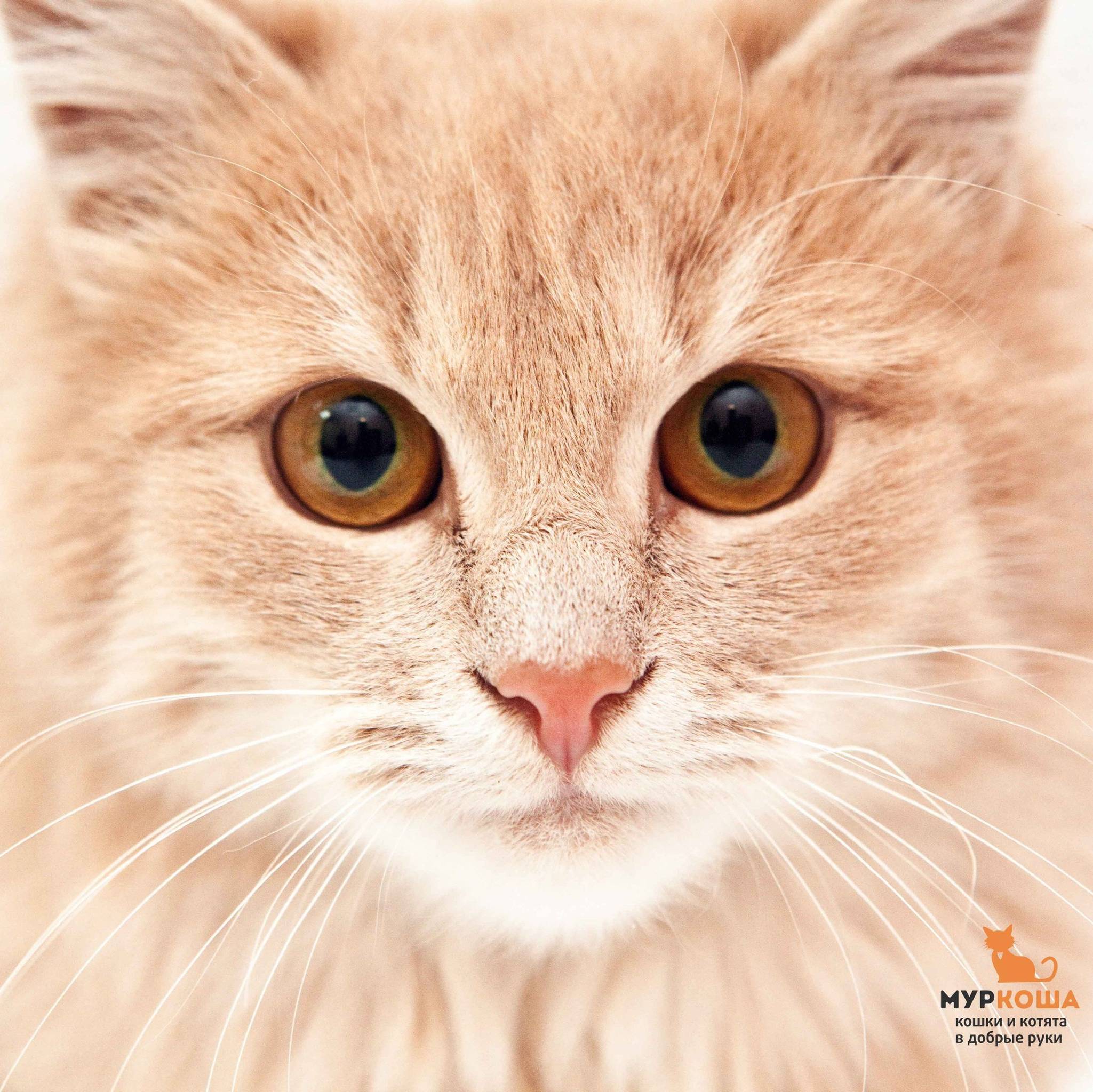 Иконка канала Центр помощи кошкам "Муркоша"