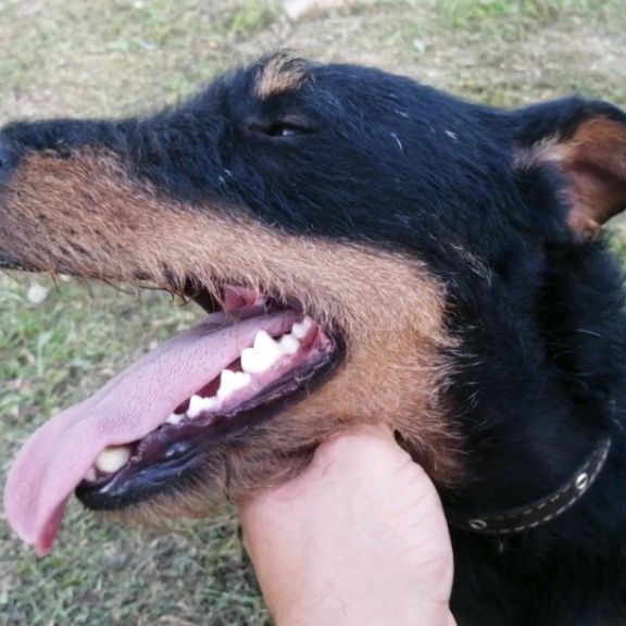 Иконка канала Немецкий Ягдтерьер - Рэй