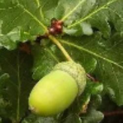 Иконка канала Дубкин