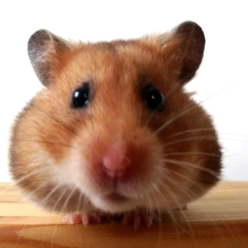 Иконка канала Угарный хомяк