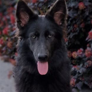 Иконка канала Питомник Пушистая Фортуна