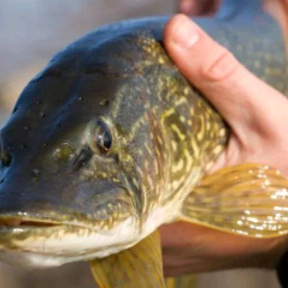 Иконка канала Всё о Рыбалке!!!