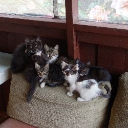 Иконка канала Mutabo100