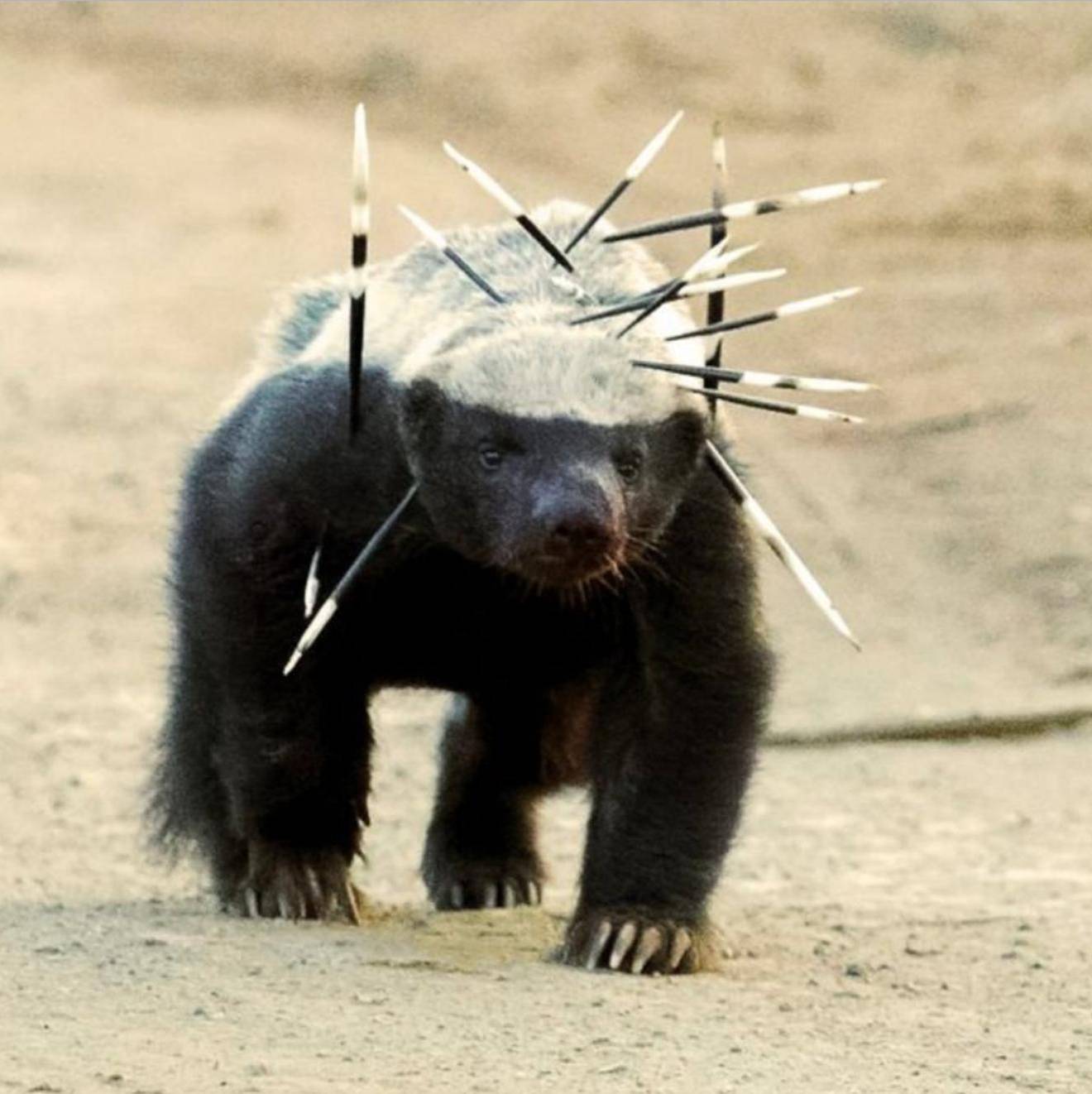 Иконка канала Korrado