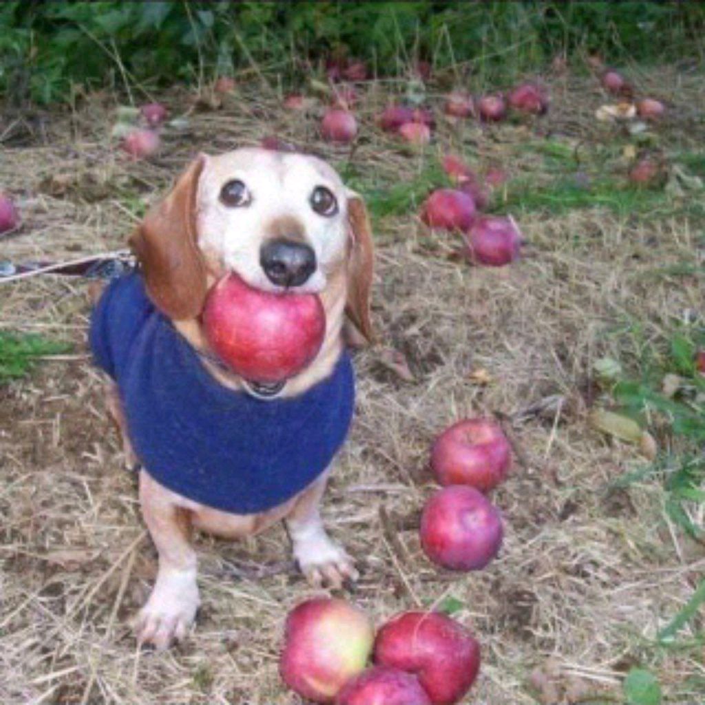 Иконка канала Ройчик Тедеско