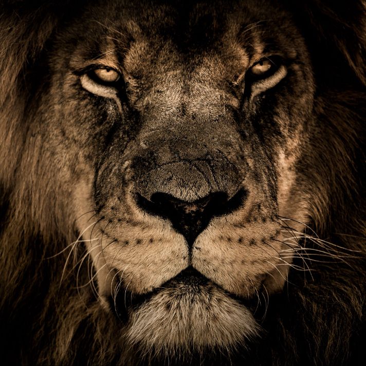 Иконка канала TOMMY