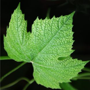 Иконка канала Виноград Сибири