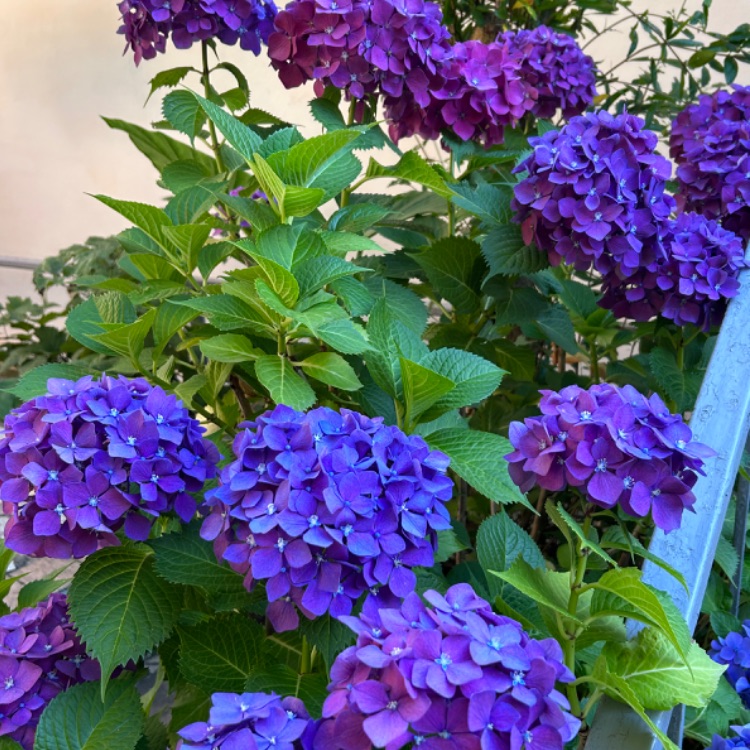 Иконка канала Крупнолистные гортензии