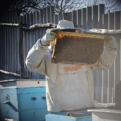 Иконка канала Пчëлкины заботы