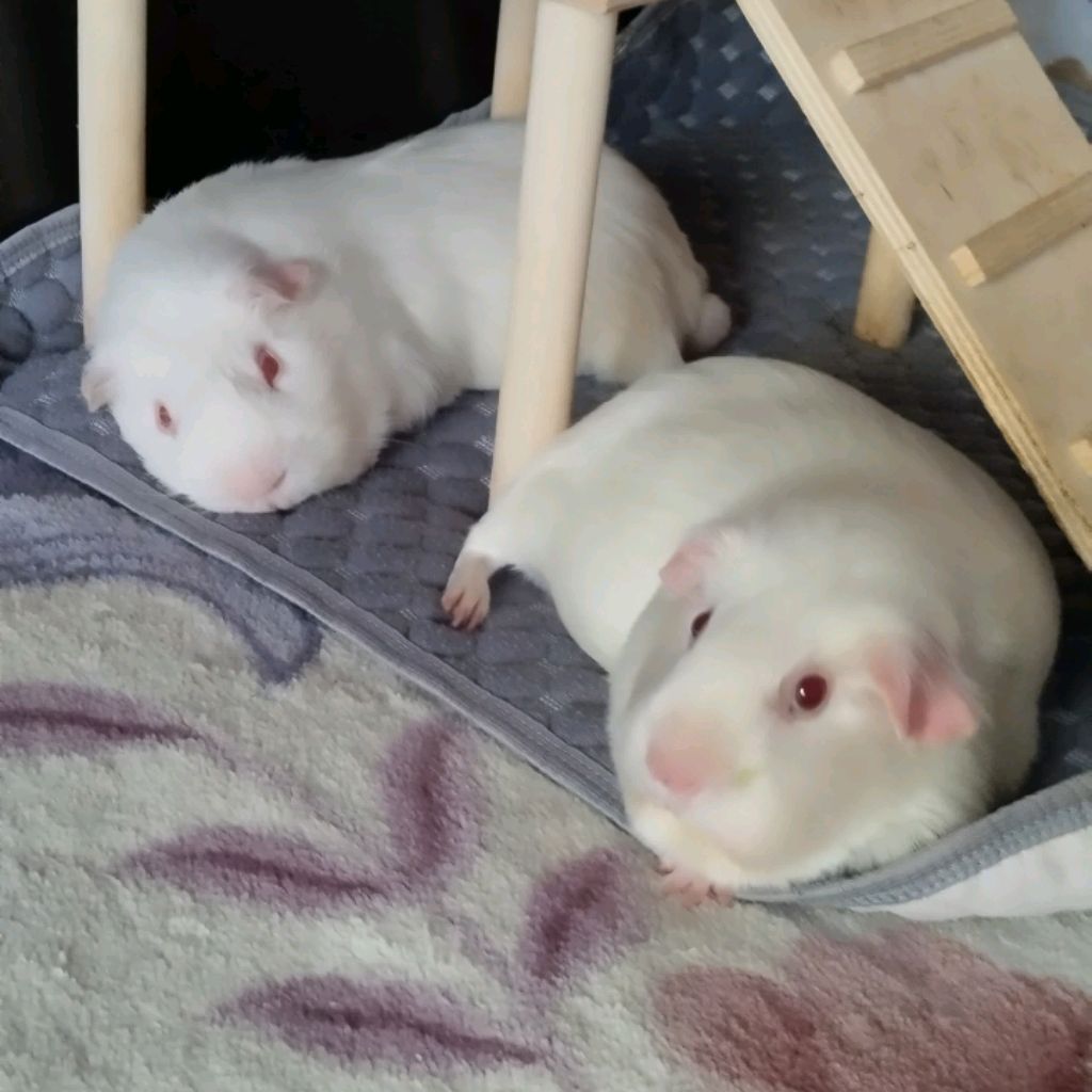 Иконка канала channel39971598