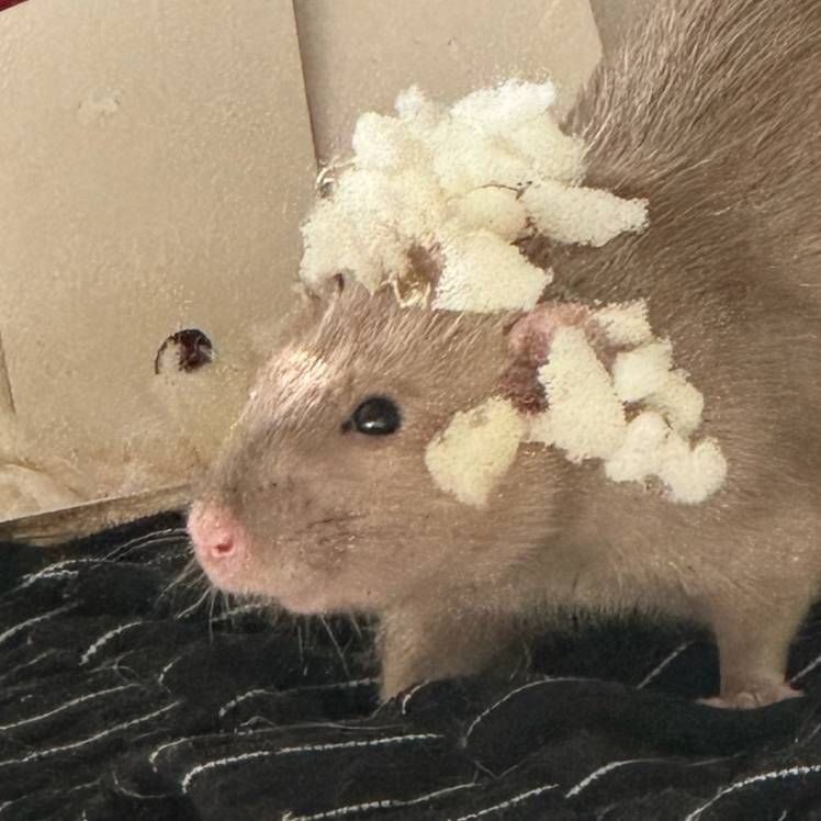 Иконка канала VLAD1YAN