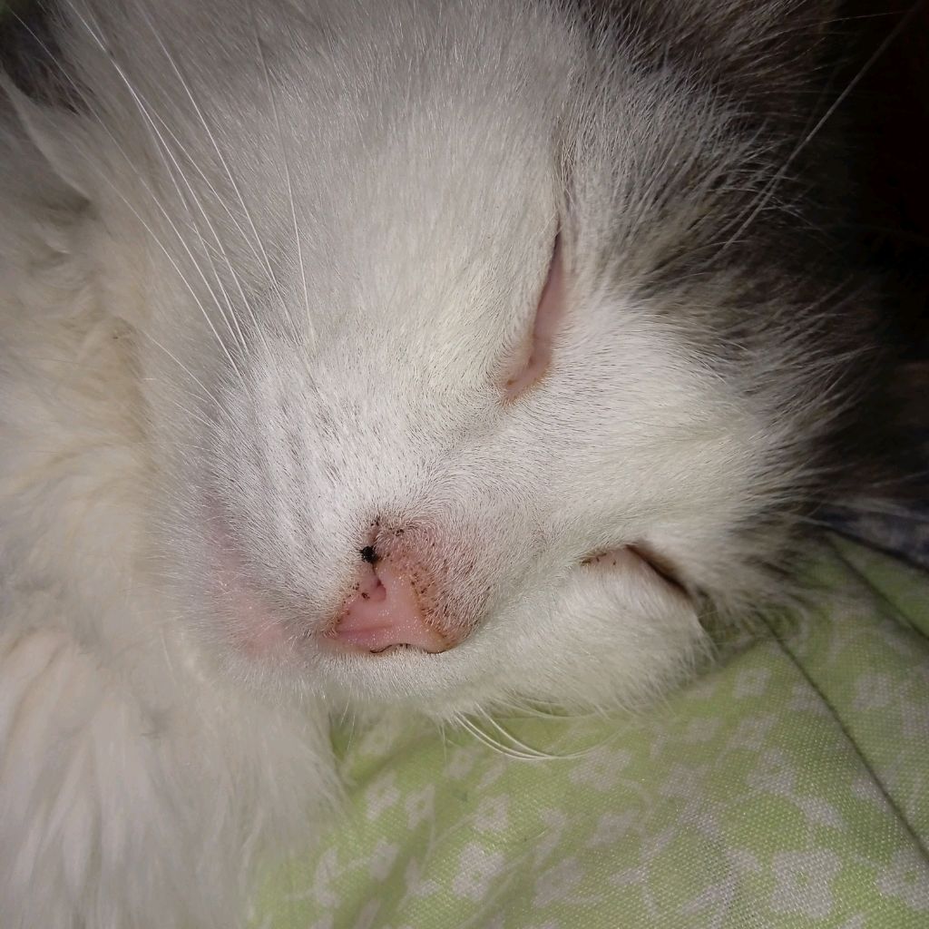 Иконка канала Абобус