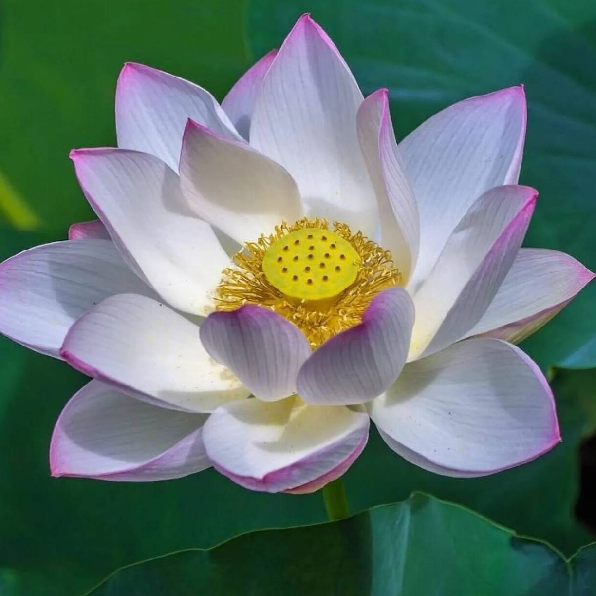 Иконка канала Калинди Прия деви даси