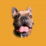 Иконка канала Жизнь с французским бульдогом | Тоня и Чоп