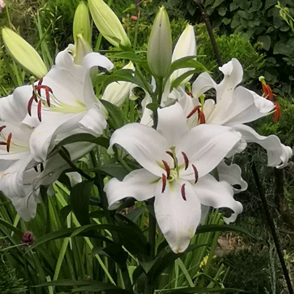 Иконка канала OlgaM cvety-frukty