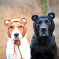 Иконка канала Умелые Лапки🐾