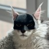 Иконка канала Tony_Stark_mainecoon