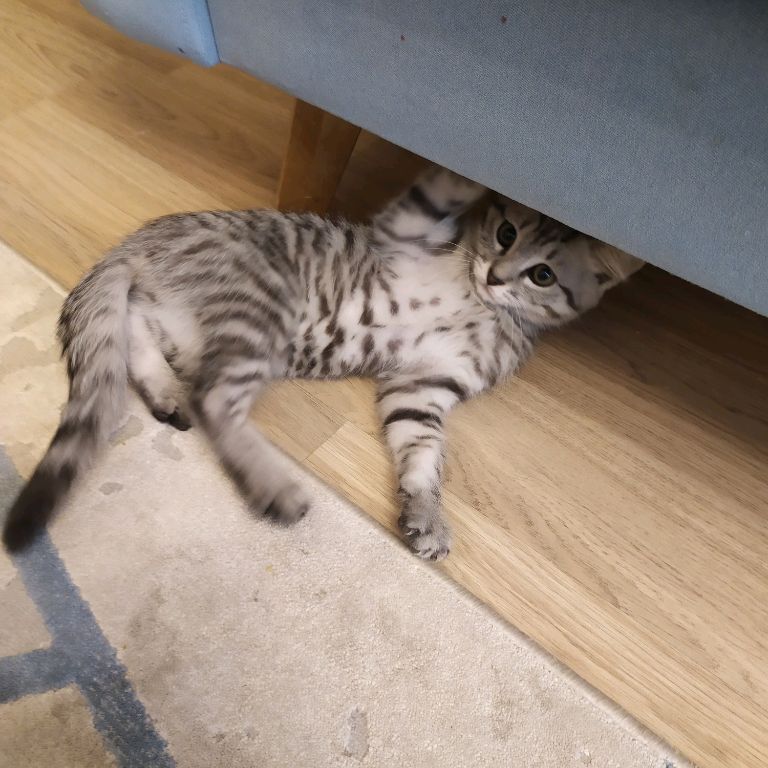 Иконка канала Тима плэй