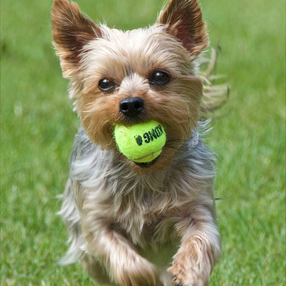 Иконка канала Собаки в порядке