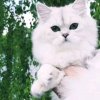 Иконка канала 🌾🐾СИЛЬВЕР БАСТ🐾🌾