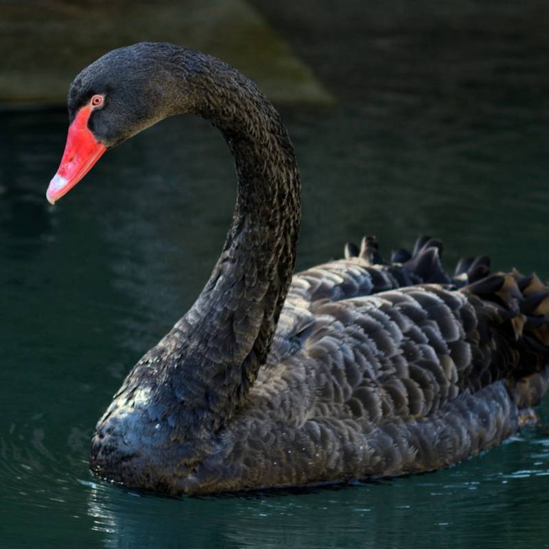 Иконка канала fotokomod