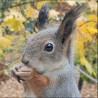 Иконка канала В мире городских животных