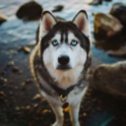 Иконка канала Husky