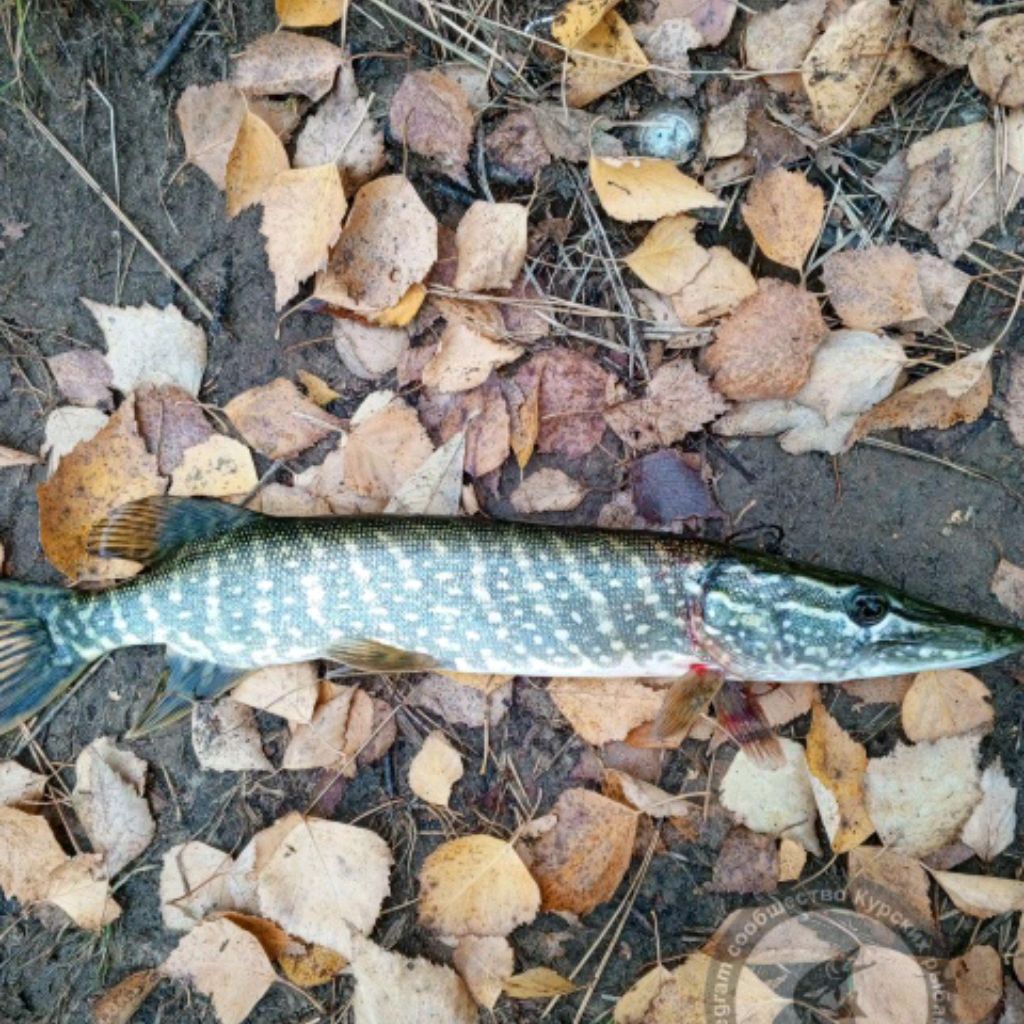 Иконка канала Рыбалка и природа