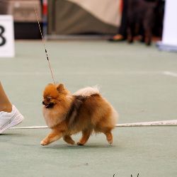 Иконка канала PomeranianPappies