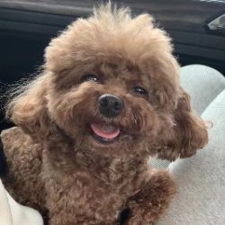 Иконка канала онлайн-прокси