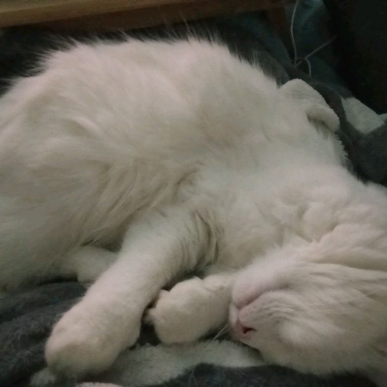 Иконка канала Evichka1