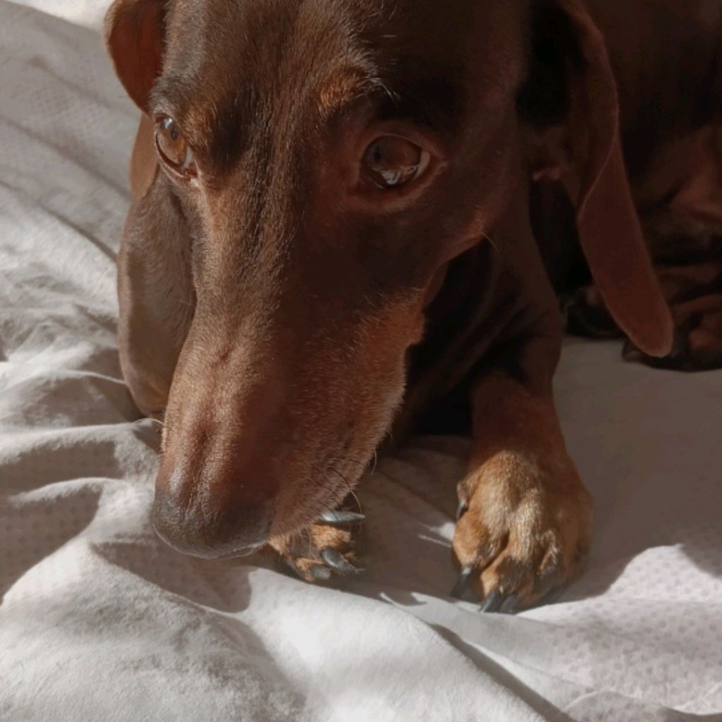 Иконка канала МУРЛЫКИ