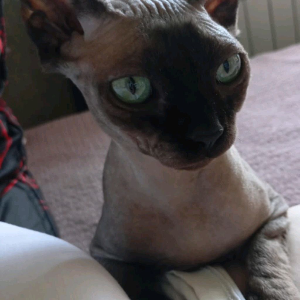 Иконка канала BiGDiR