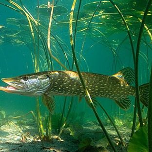 Иконка канала ПОД ВОДОЙ