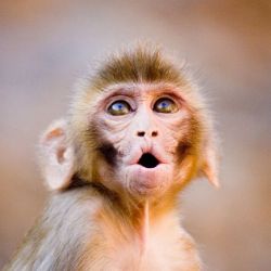 Иконка канала snch