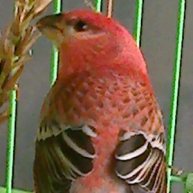 Иконка канала 5557773331000