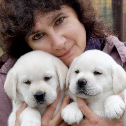 Иконка канала Питомник ЛАБРАДОРОВ "IRIN ANGEL"