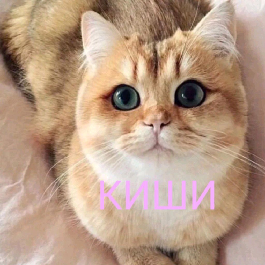 Иконка канала Киши