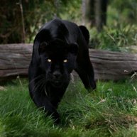 Иконка канала Ruslan_Chi