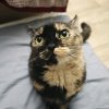 Иконка канала Mantra_Cat