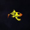 Иконка канала FishYorsh
