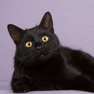 Иконка канала Хвостики в дар. Пиар животных