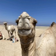 Иконка канала channel 161