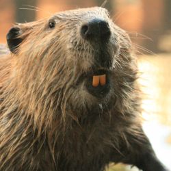 Иконка канала stepaaaaaaaaan