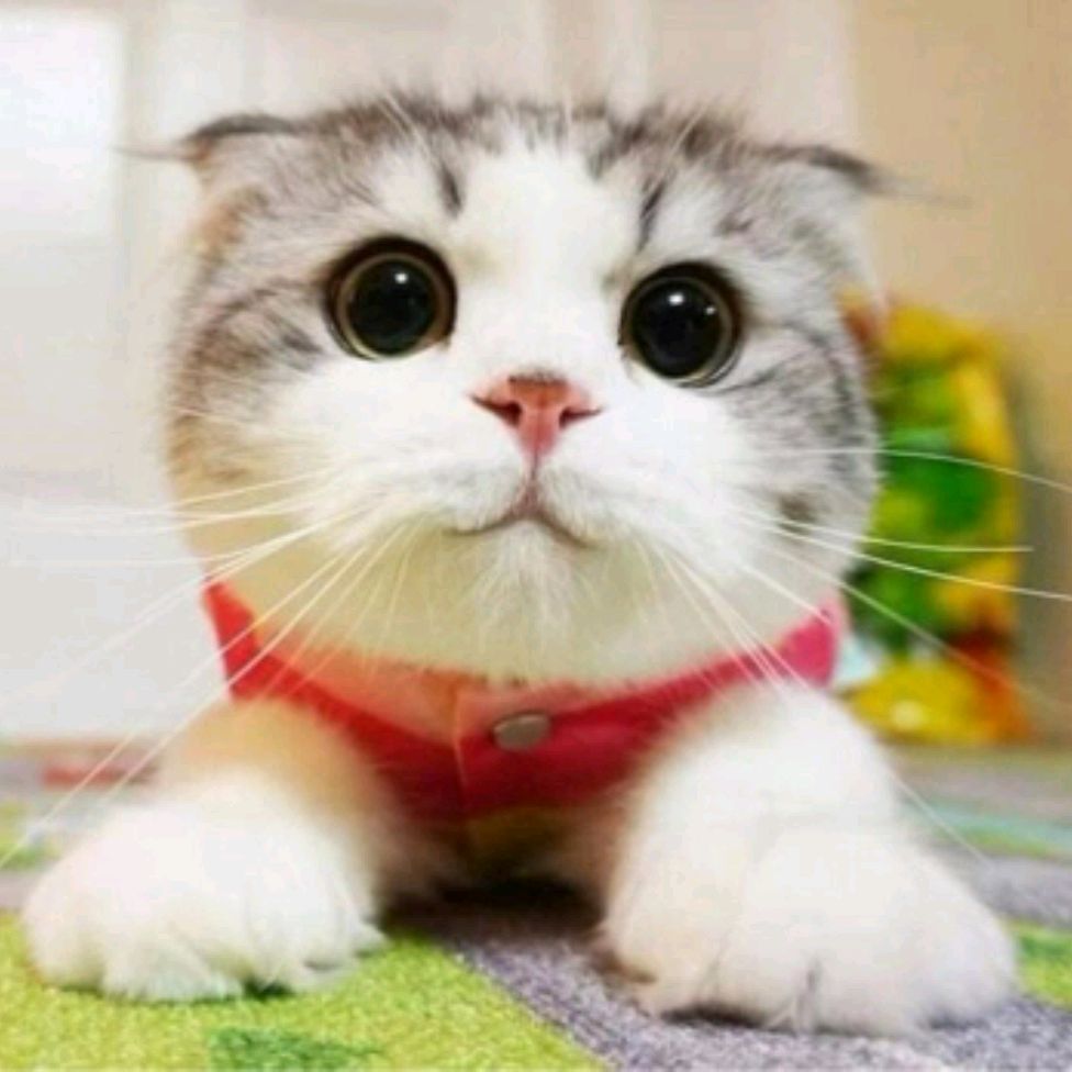 Иконка канала CatSvyatik555