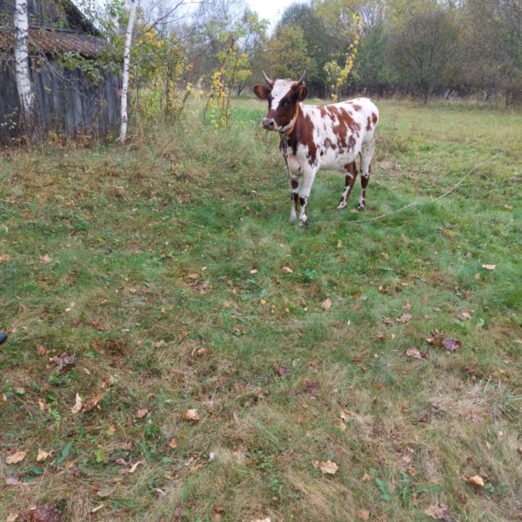 Иконка канала Бабушкина ферма