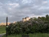 Иконка канала Майская Роза