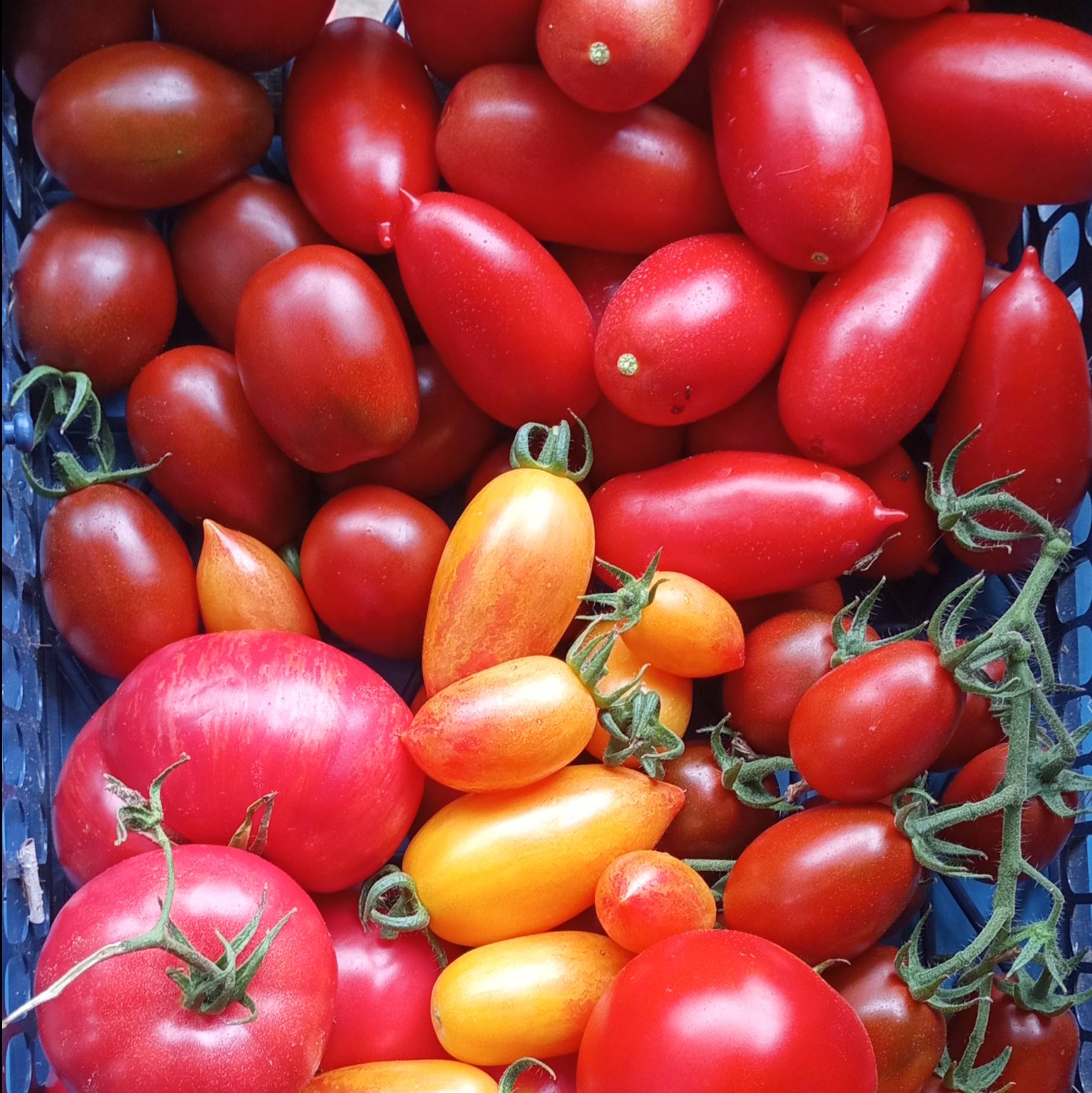 Иконка канала Семена томатов Чистый огород